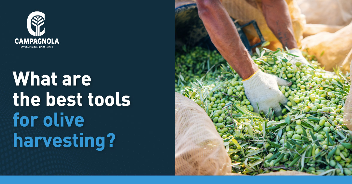 What are the best tools for olive harvesting? | Campagnola