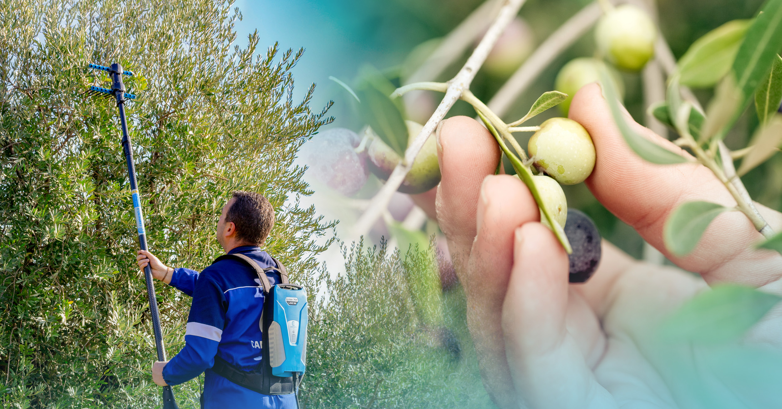 From manual olive harvesting to electric rakes