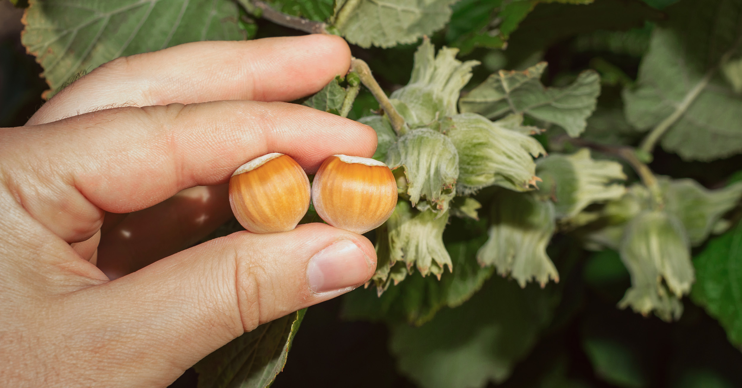 Hazel-tree pruning how, when and by means of which tools