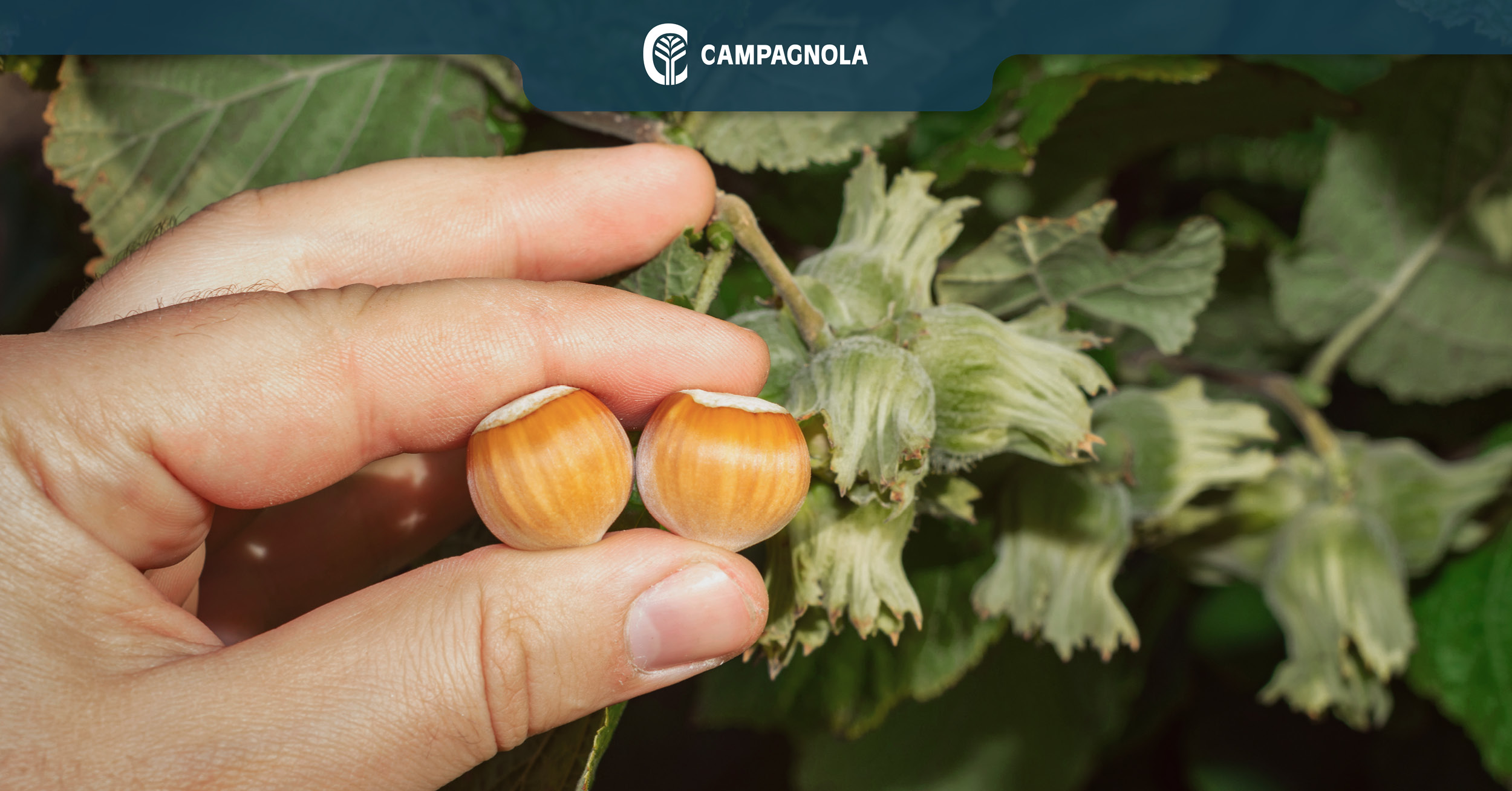 Hazel-tree pruning how, when and by means of which tools