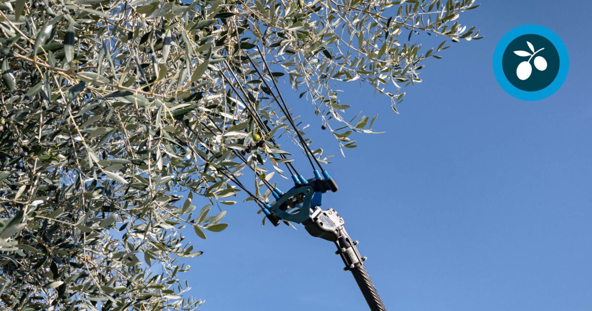 OLIVE RAKE: WHICH ONE TO CHOOSE? - Campagnola