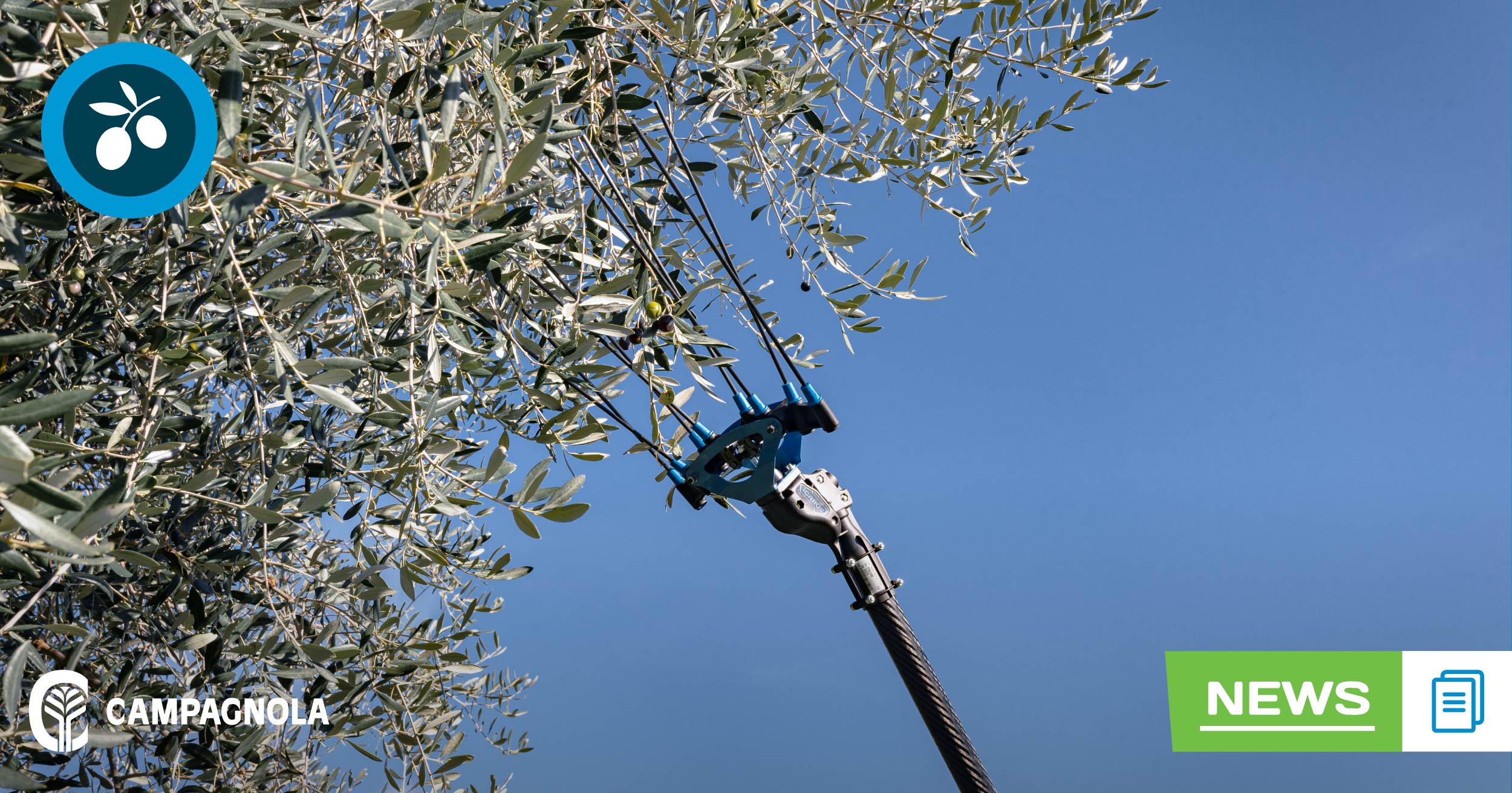 OLIVE RAKE: WHICH ONE TO CHOOSE? - Campagnola