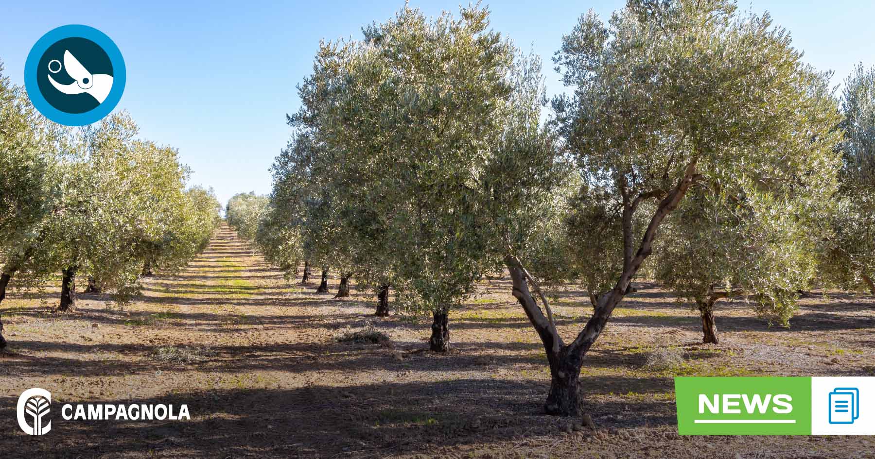 TOOLS FOR PRUNING OLIVE TREES: PNEUMATIC, BATTERY-POWERED SHEARS AND ...