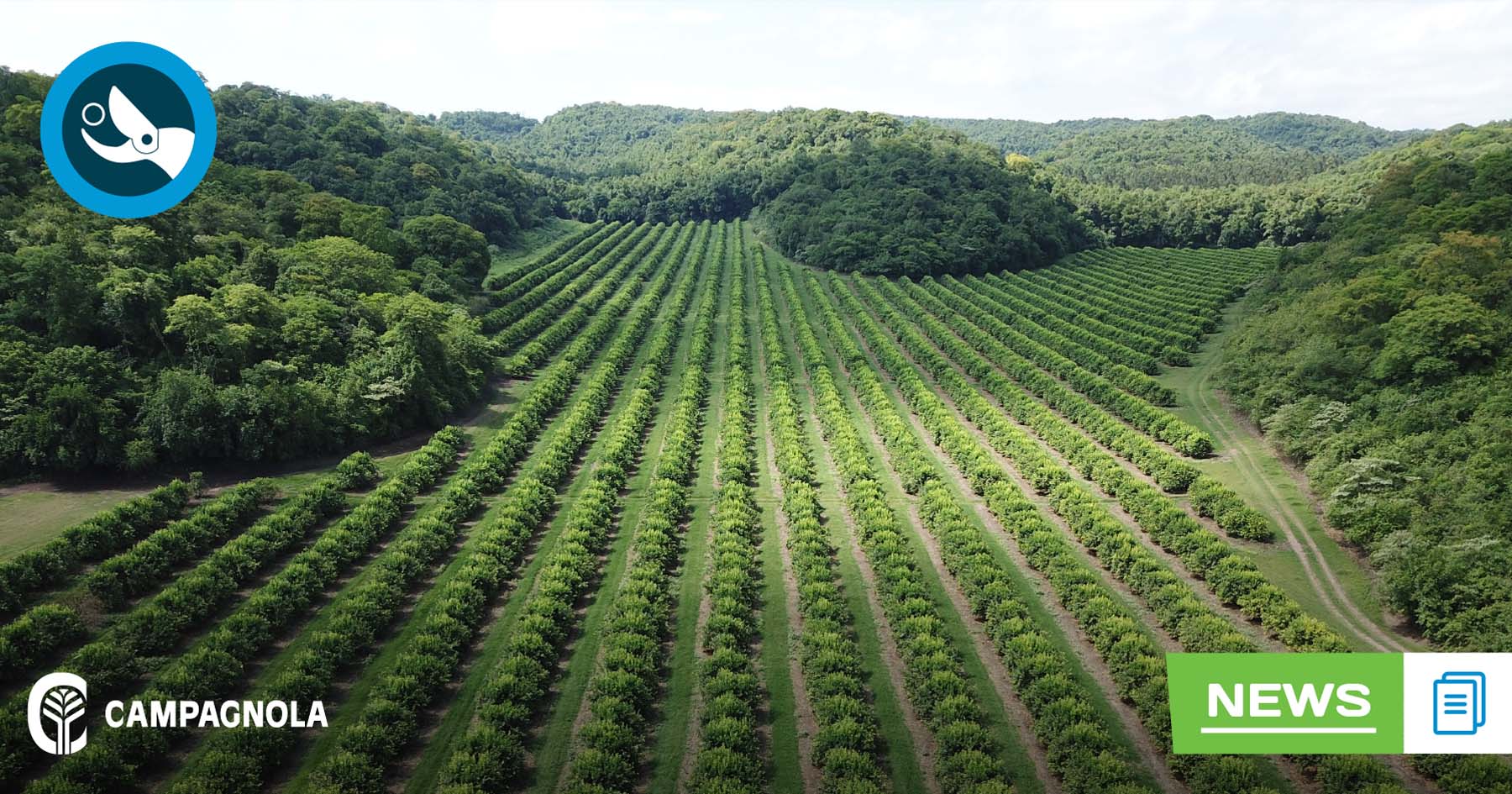 Summer pruning of fruit trees and plants: which ones and how to prune