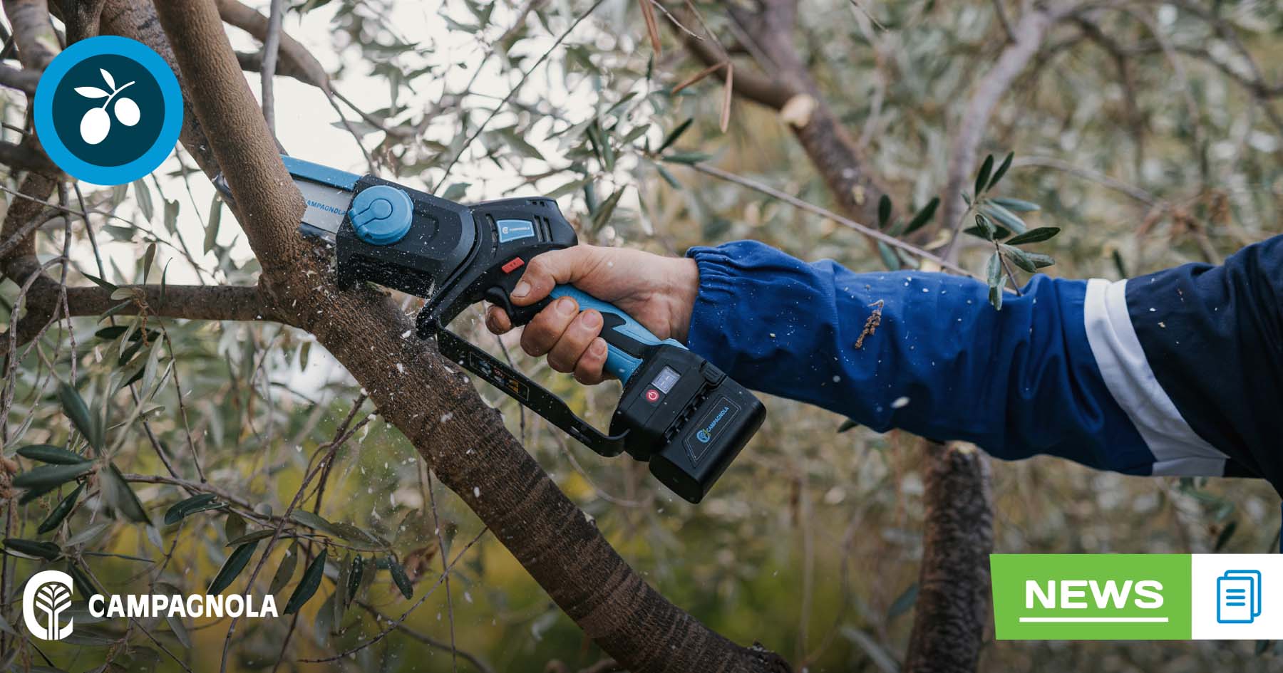 Olive tree pruning scheme and techniques: everything you need to know