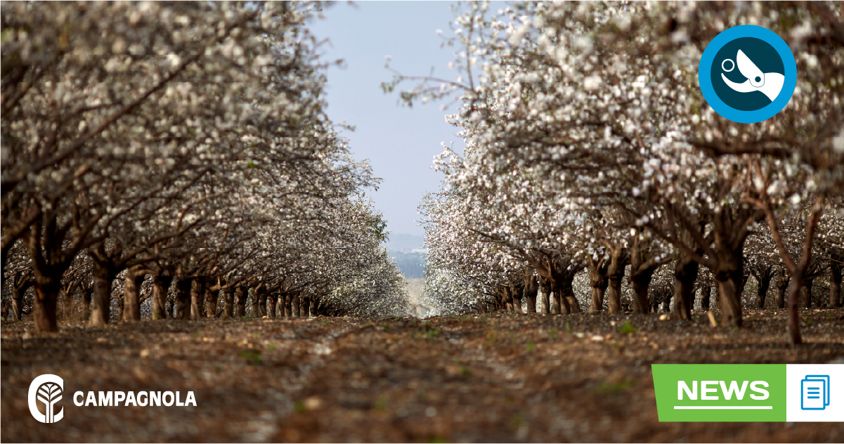 Almond Farm Uk