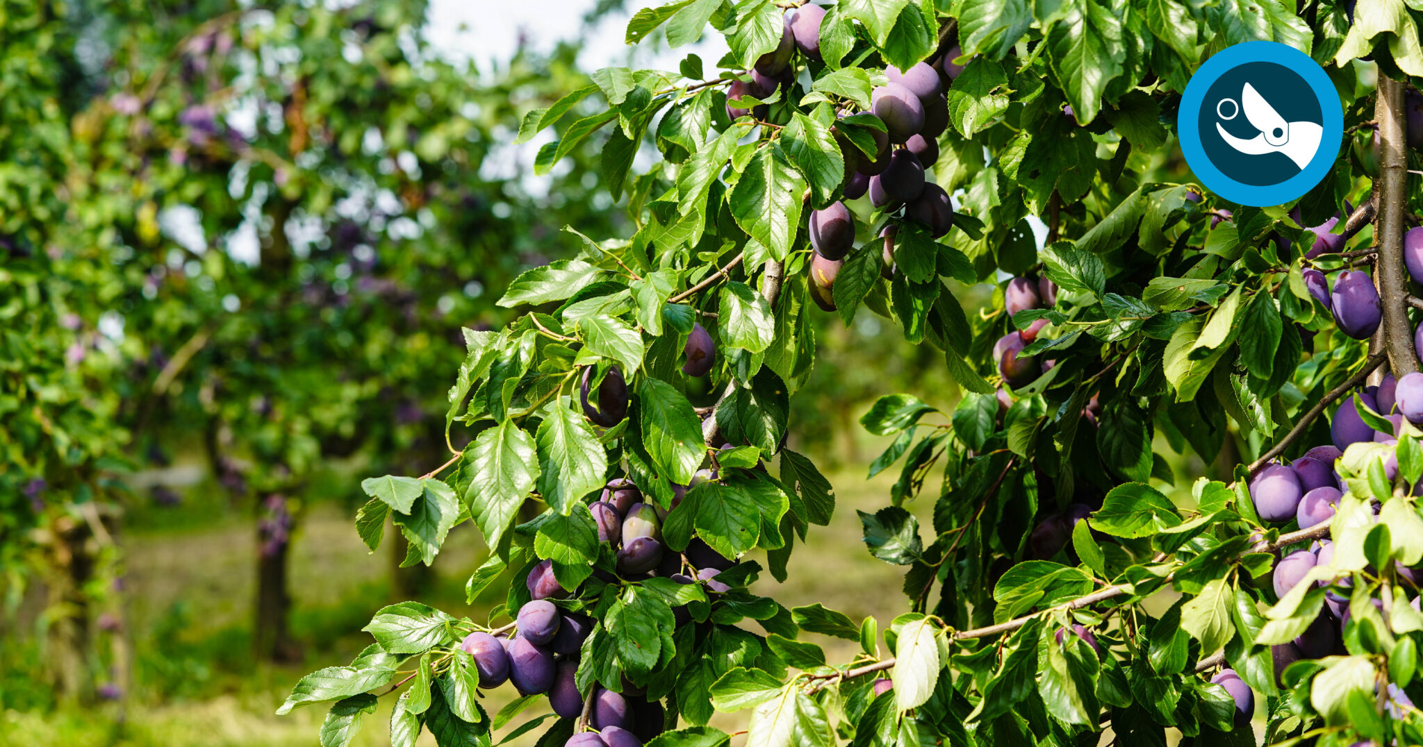 Pruning Plum Trees: When and How to Do It